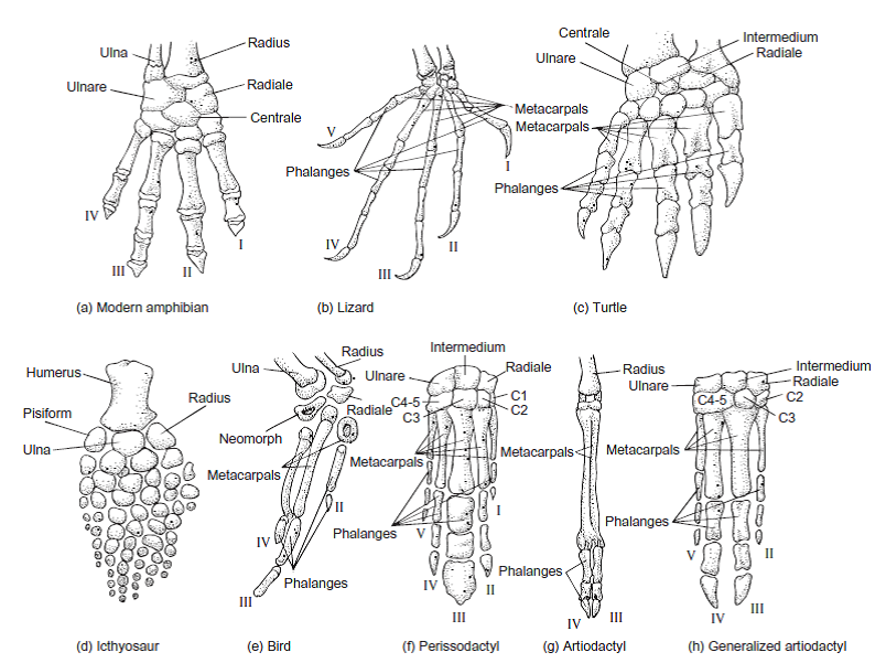 Ciencias de Joseleg: Manos y pies en los tetrápodos