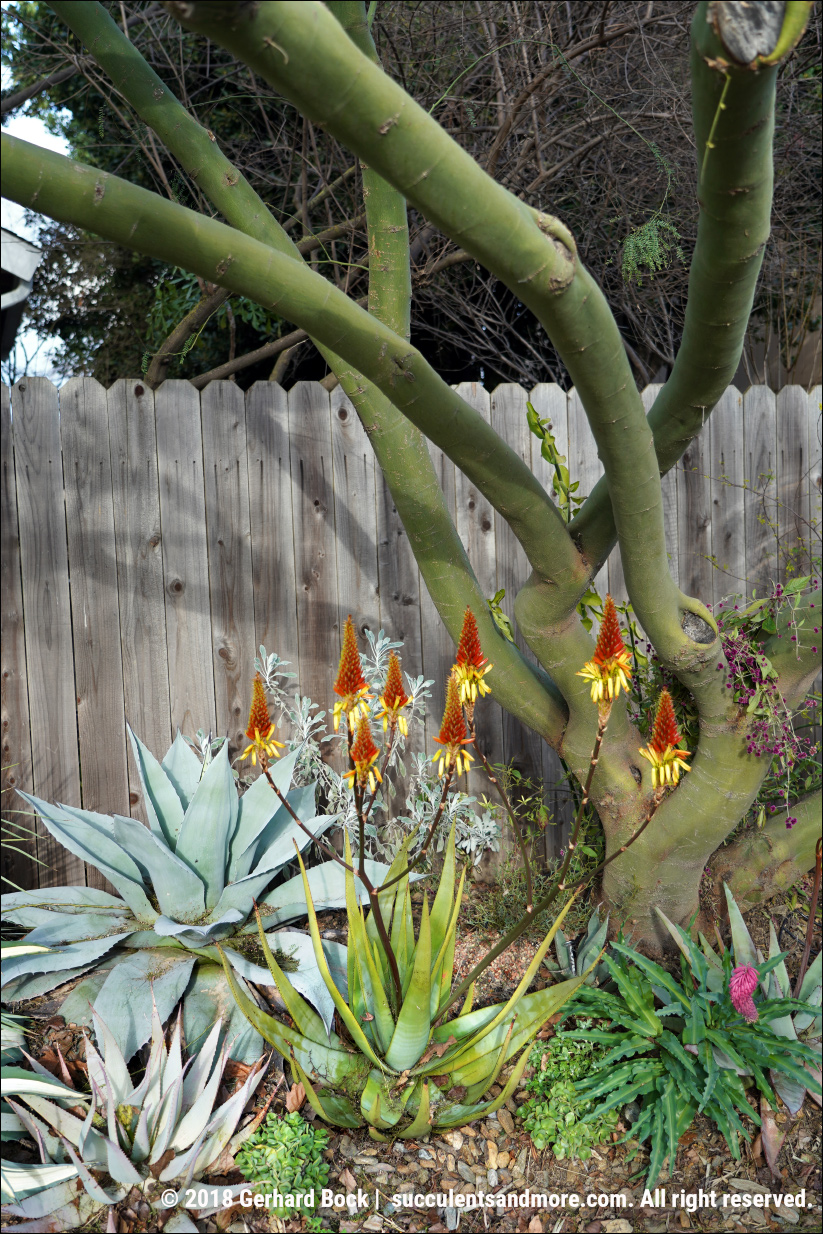 Aloe Spectabilis