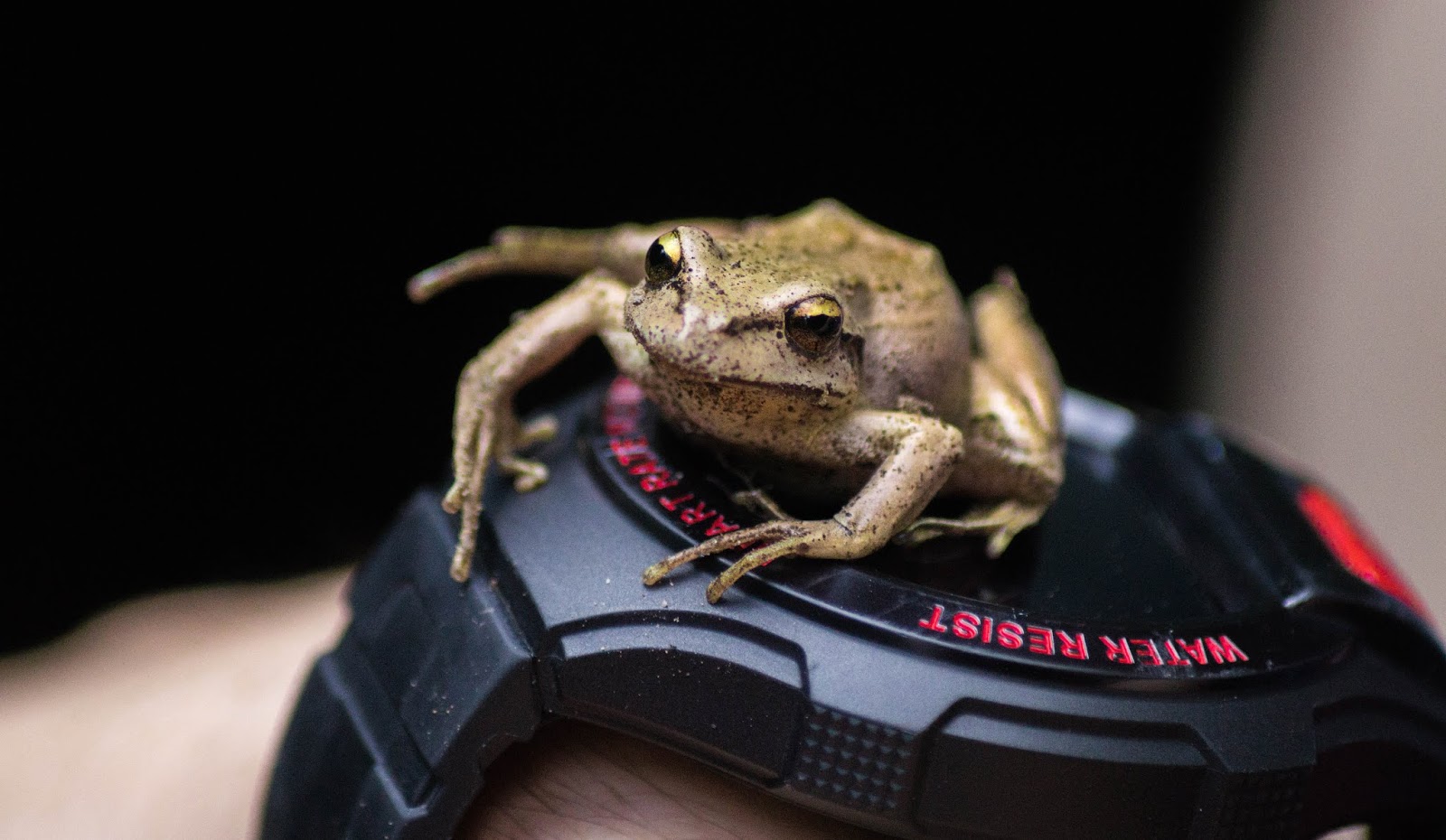 Rana de Antifaz; Batrachyla taeniata. Anfibios de Chile.