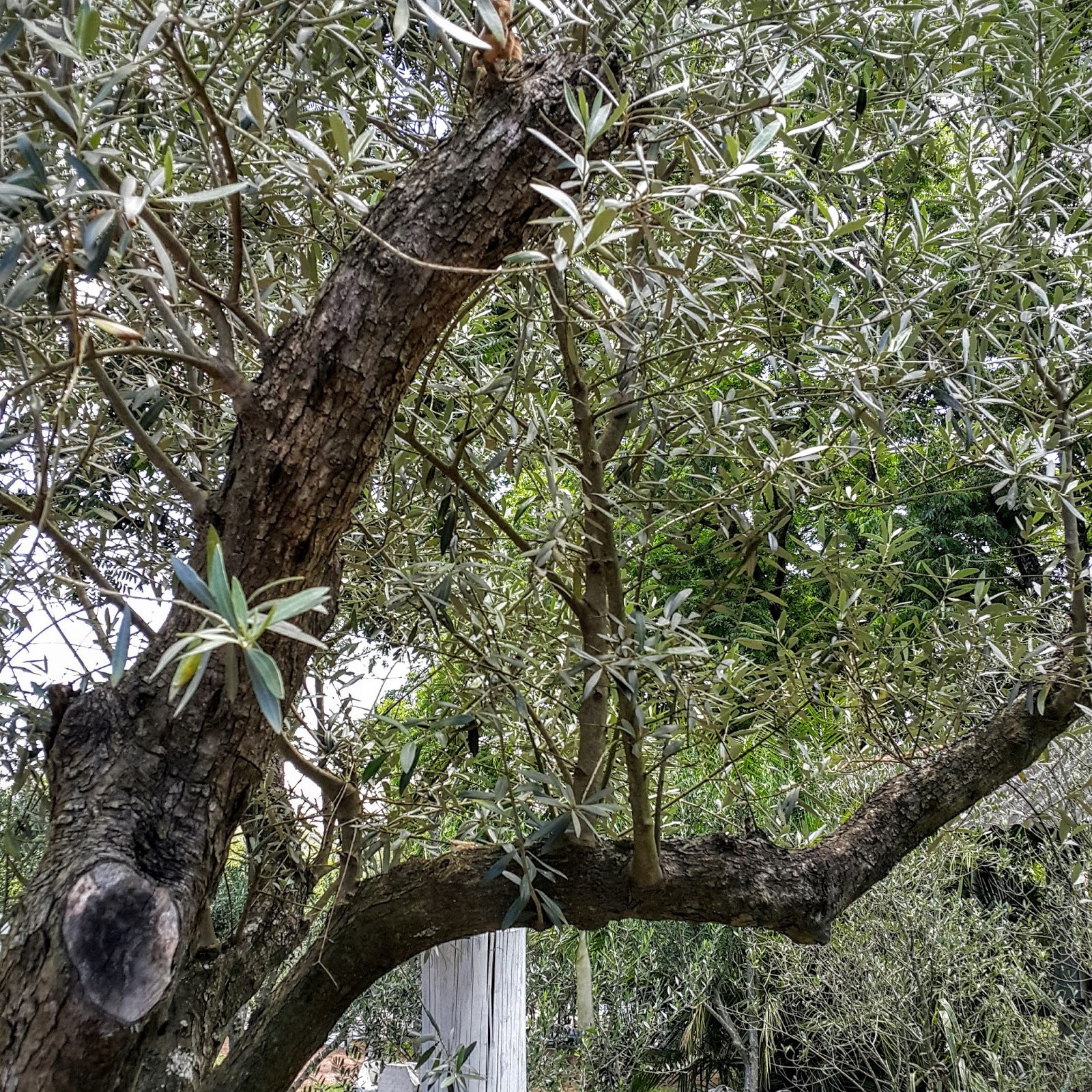 "Verdade//aspas" : 👪 Oleaceae (Olea europaea)