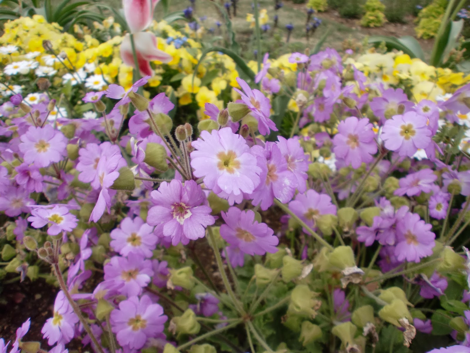 60歳で無職の優雅な日々: プリムラ・ハクサン・プリムラ31