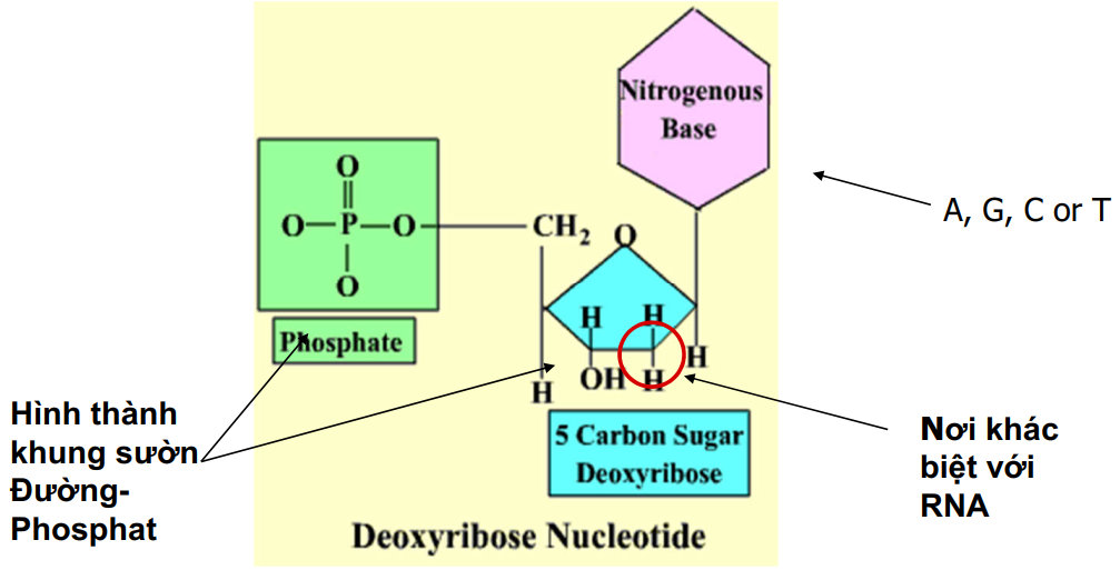 học Y: 11 chuyển hóa acid nucleic