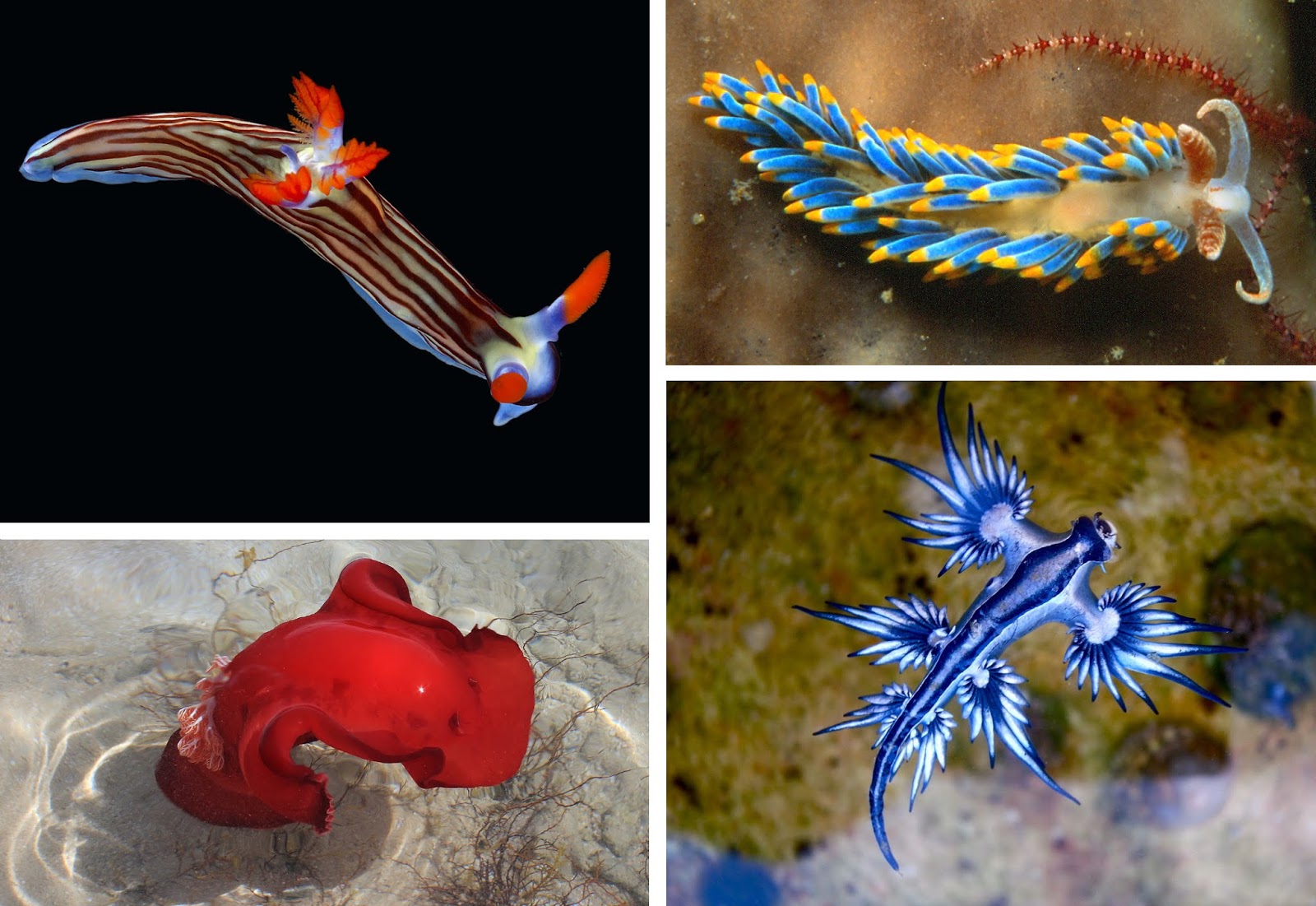 d20 Despot: Monster Monday: Giant Sea Slug, Stinging Mollusk of the Reefs