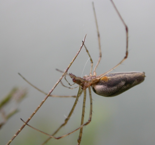 The Opulent Opossum: Long-Jawed Spiders, a.k.a. Stretch Spiders--Genus ...