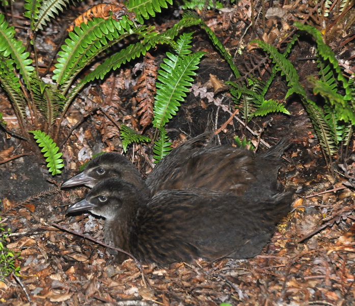 A Wandering Naturalist: New Zealand: Blue Duck Country