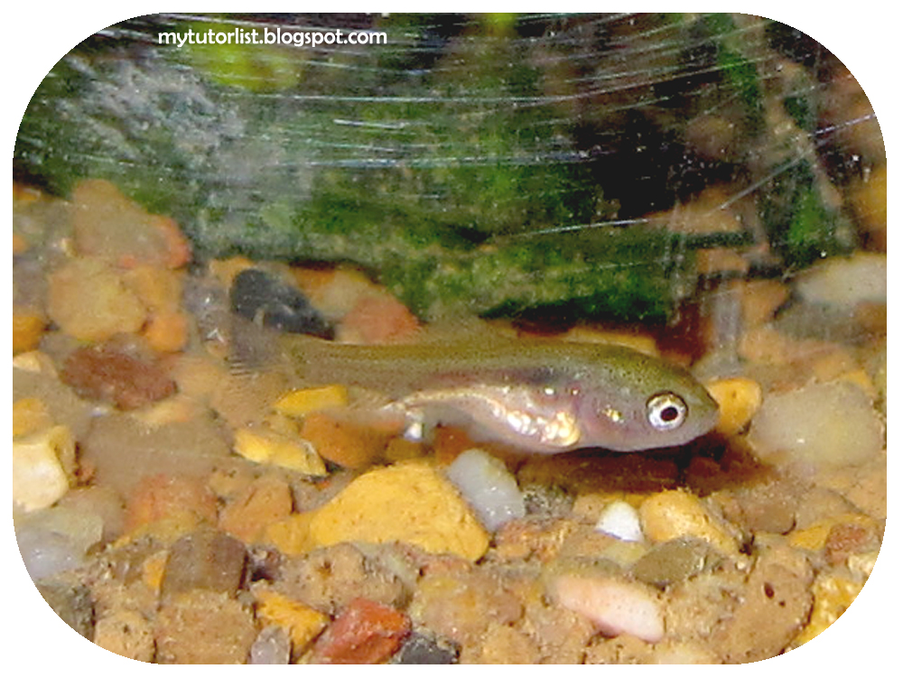 Goldfish Babies One Month Old And More Eggs : Behind Mytutorlist.com