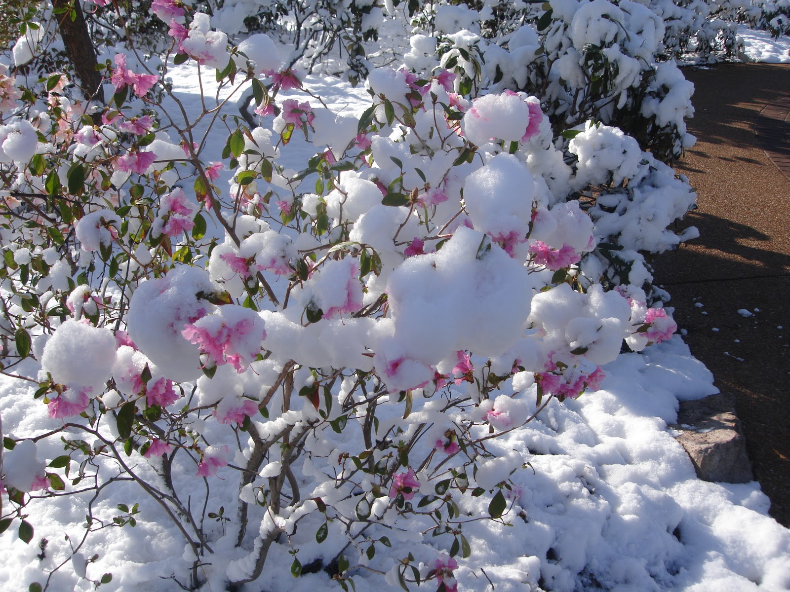 Blue's Clues: Botanical Garden Covered in Snow