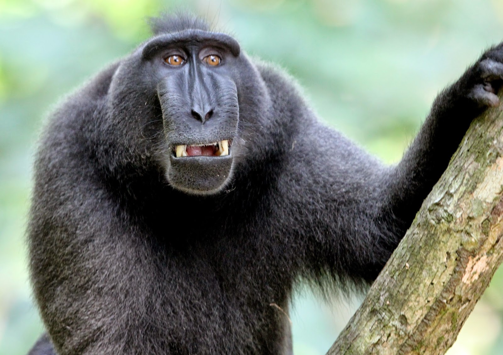 Worldbirder: Sulawesi Crested Macaque: Photo essay
