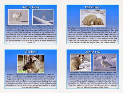 First Grade Gallery- Lessons for Little Learners: Arctic Animals PowerPoint