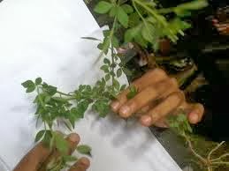 Oky Irawan: PENGENDALIAN GULMA SECARA KULTUR TEKNIS