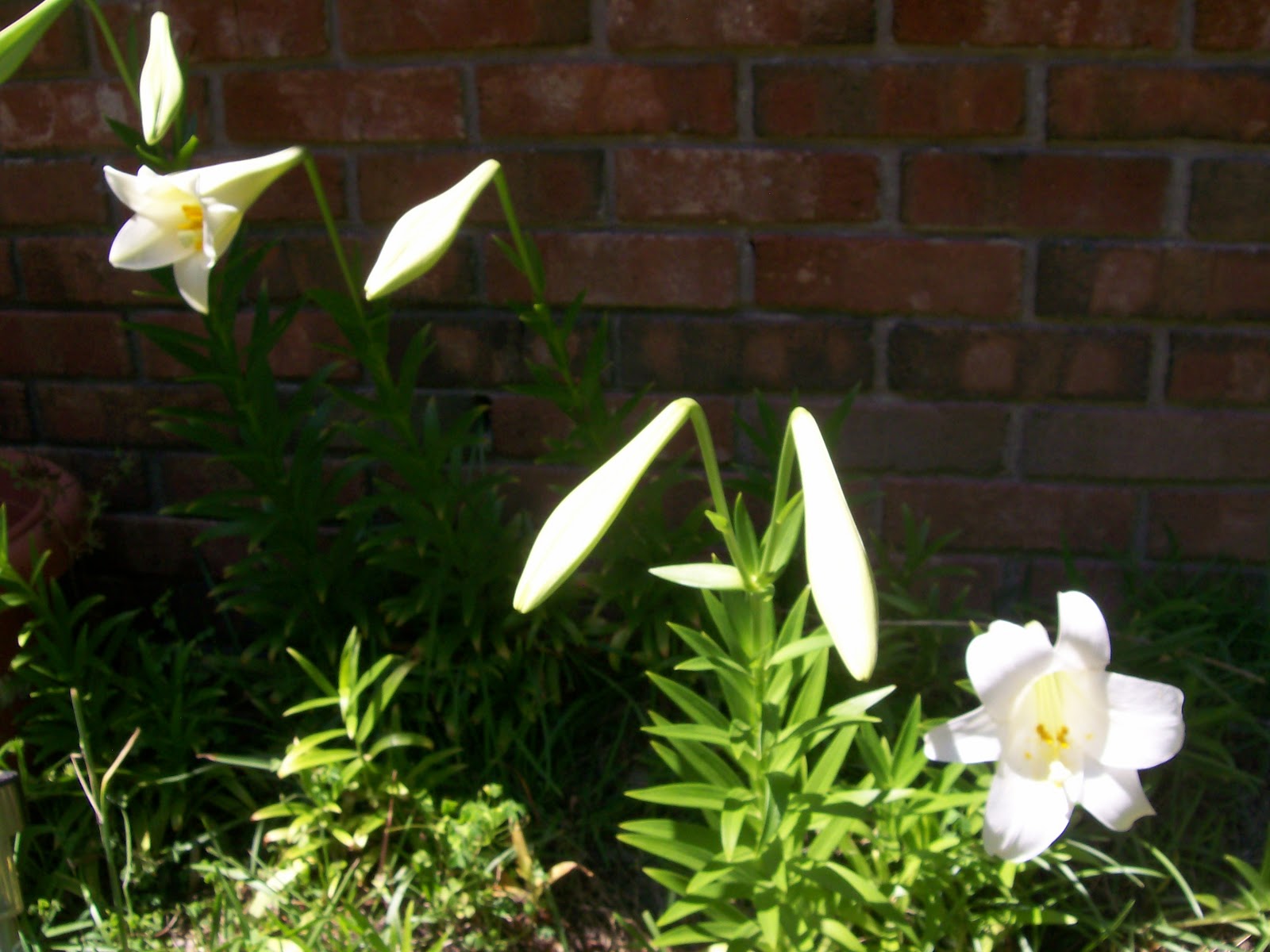 Sparrow Tree Journal: Wild lilies