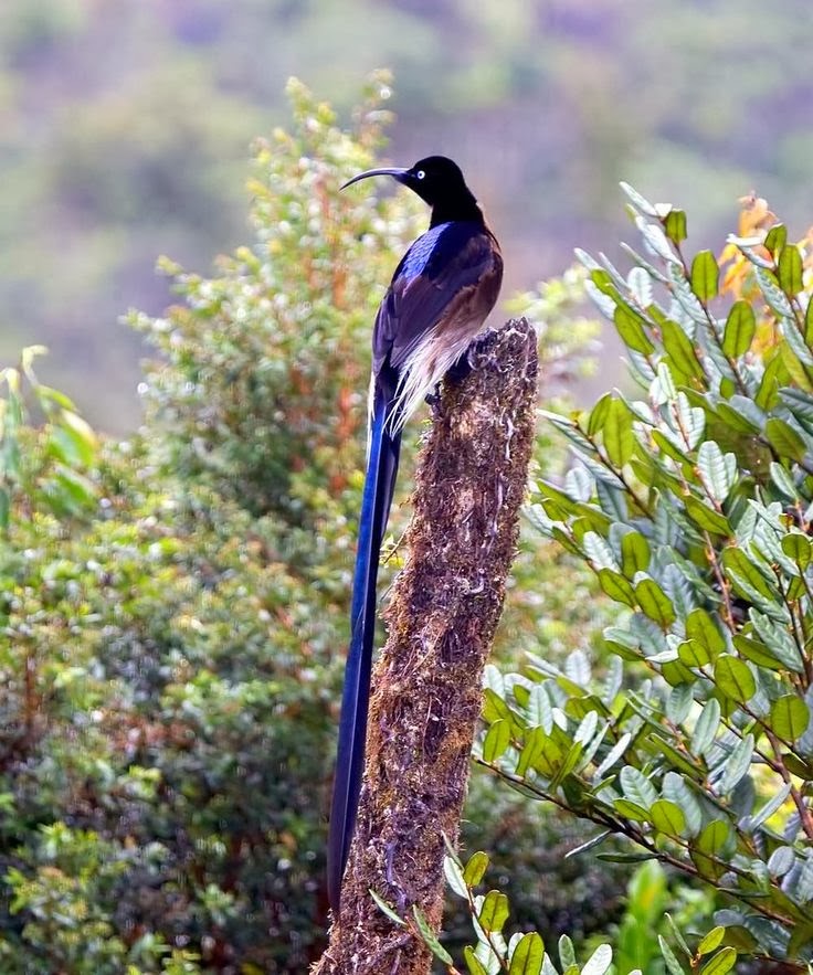 Most Terrifying & Amazing Creatures on Earth....: Black Sicklebill Bird ...