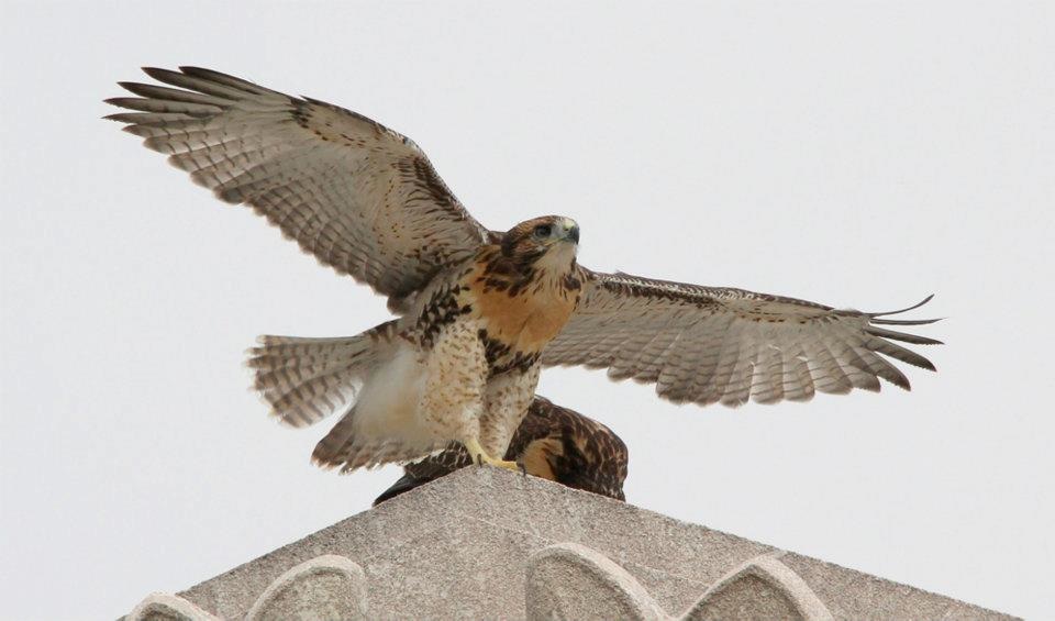 Hawkwatch at the Franklin Institute: Young hawks out on the town