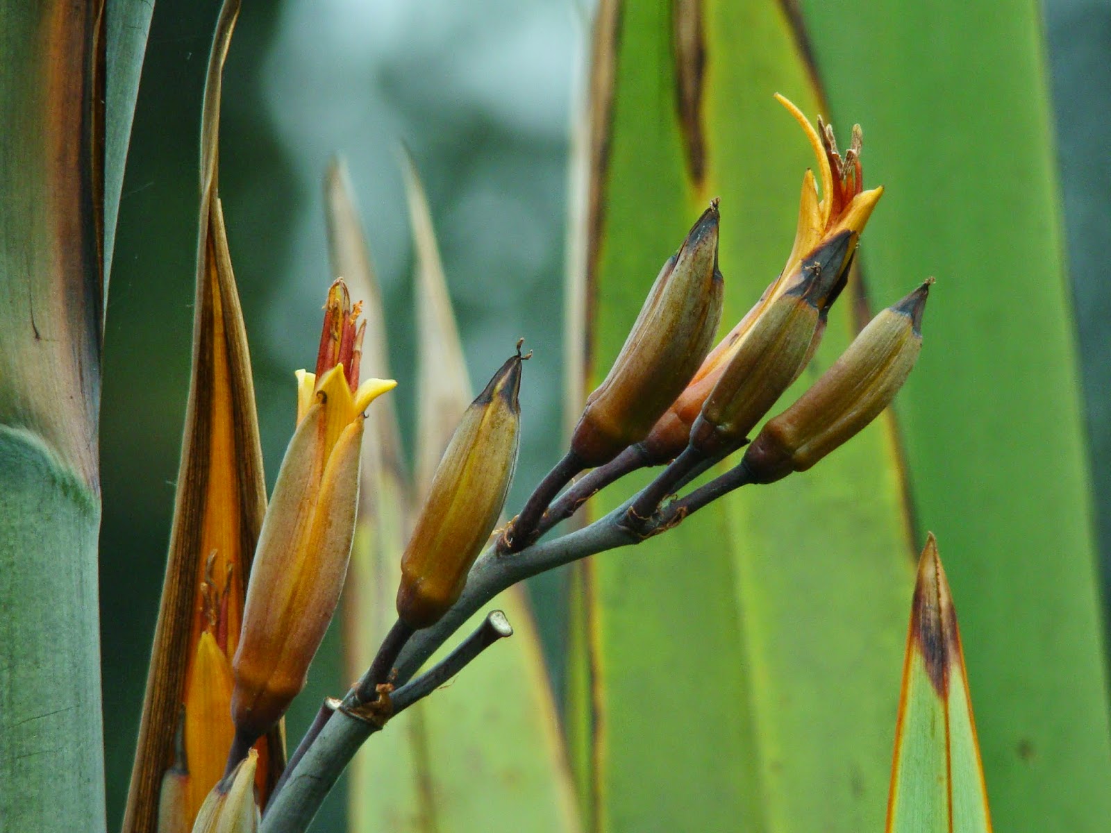 Uma flor por dia: Fórmio