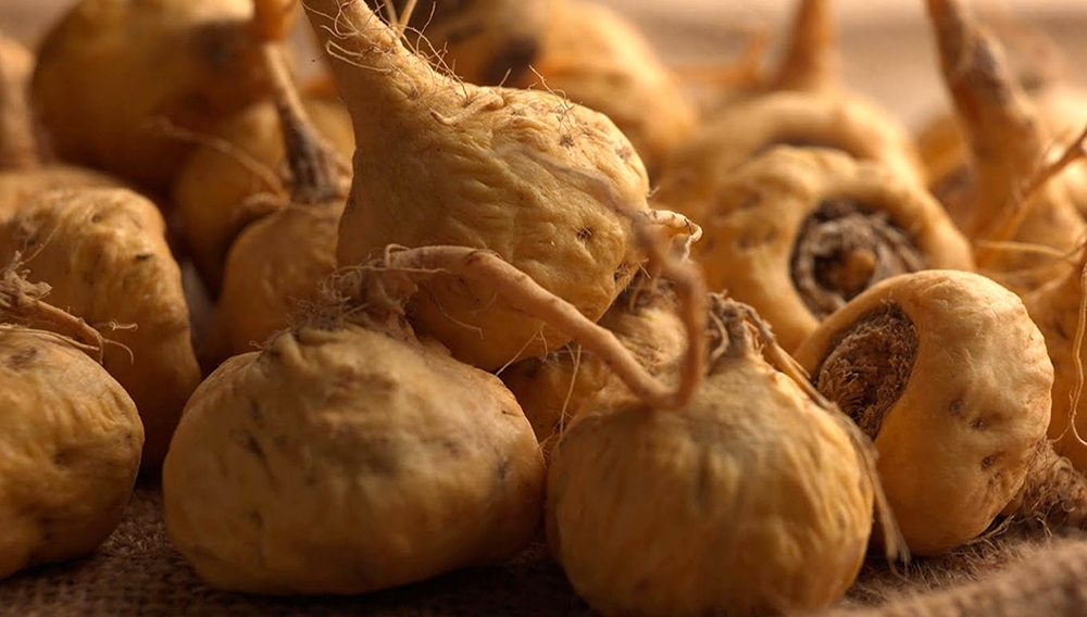 Radio Universidad: LA MACA SERÁ CONSIDERADA COMO PATRIMONIO GENÉTICO ...