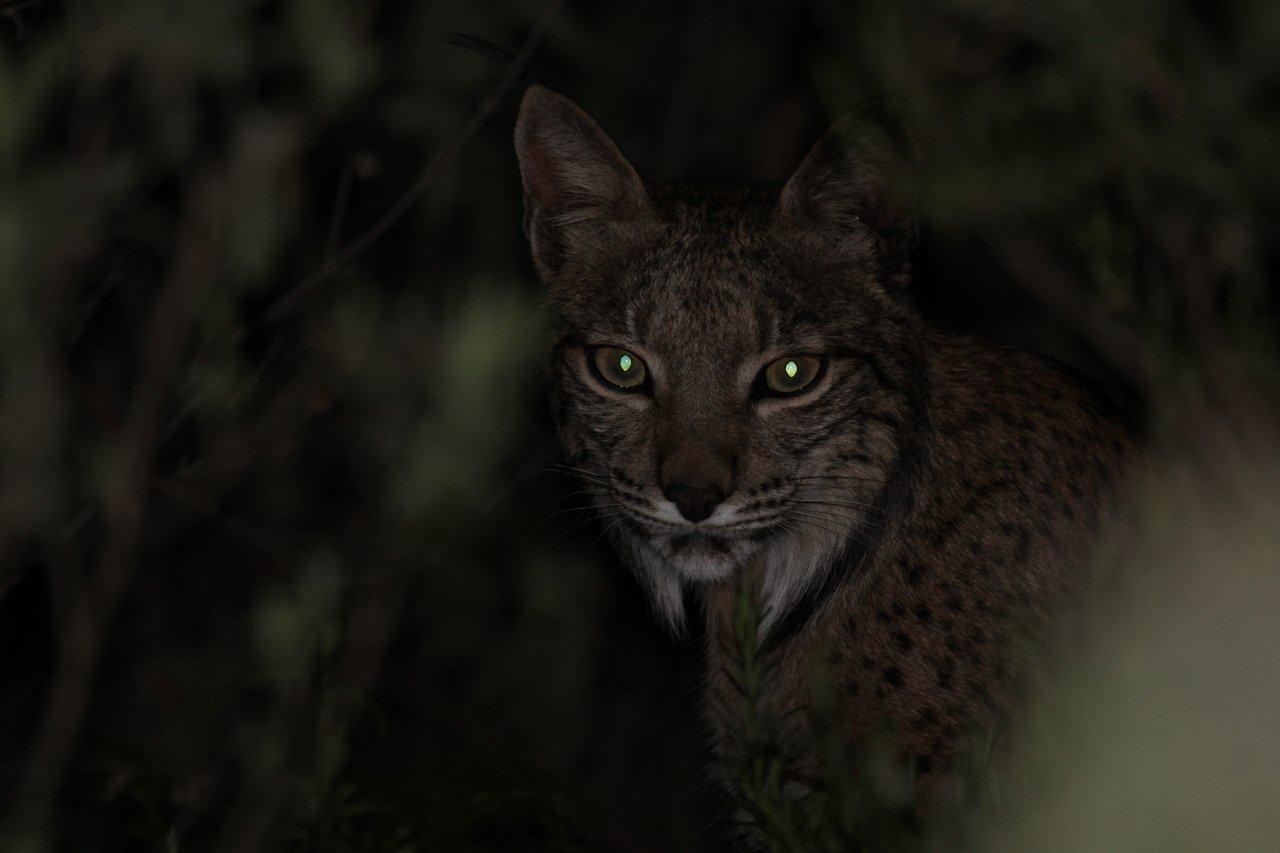 Wild Wolf Experience: Looking for Lynx May 2012
