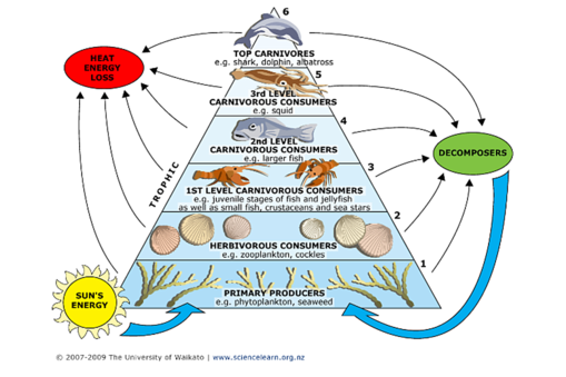 Abyssal Zone Food Web
