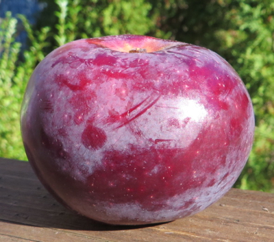 Have some (slightly) overripe apples - Adam's Apples