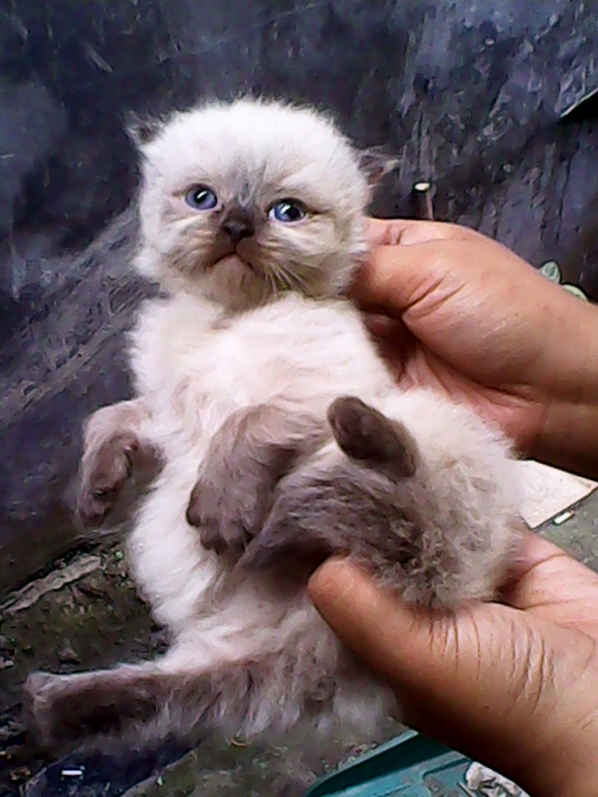 Kucing Himalaya Persian Cat Png Transparent Images - Kucing Himalaya