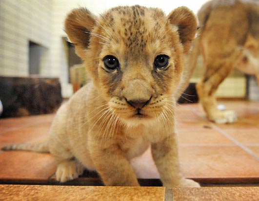 baby lions cubs | My HD Animals