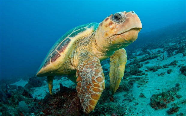 The Beauty and the Wildlife of Paphos Cyprus