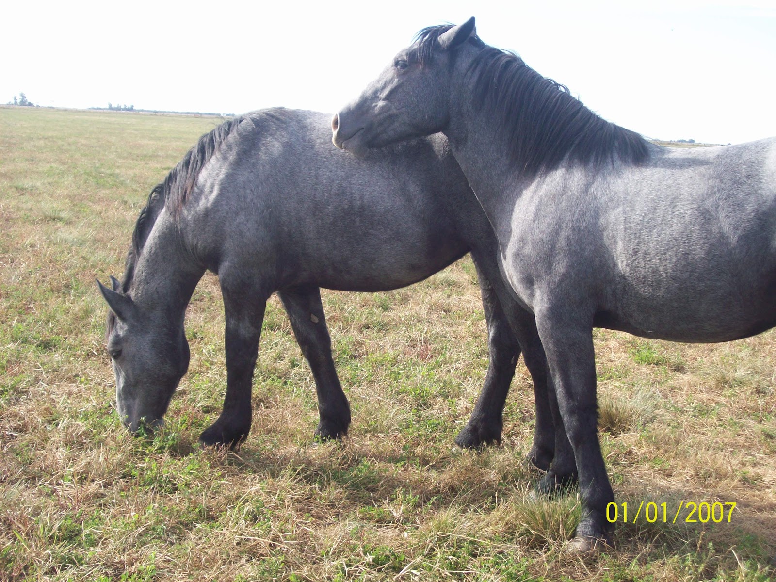 CABALLOS PERCHERONES CABAÑA LA TURCA: POTRANCAS PERCHERONAS, MUCARE ...
