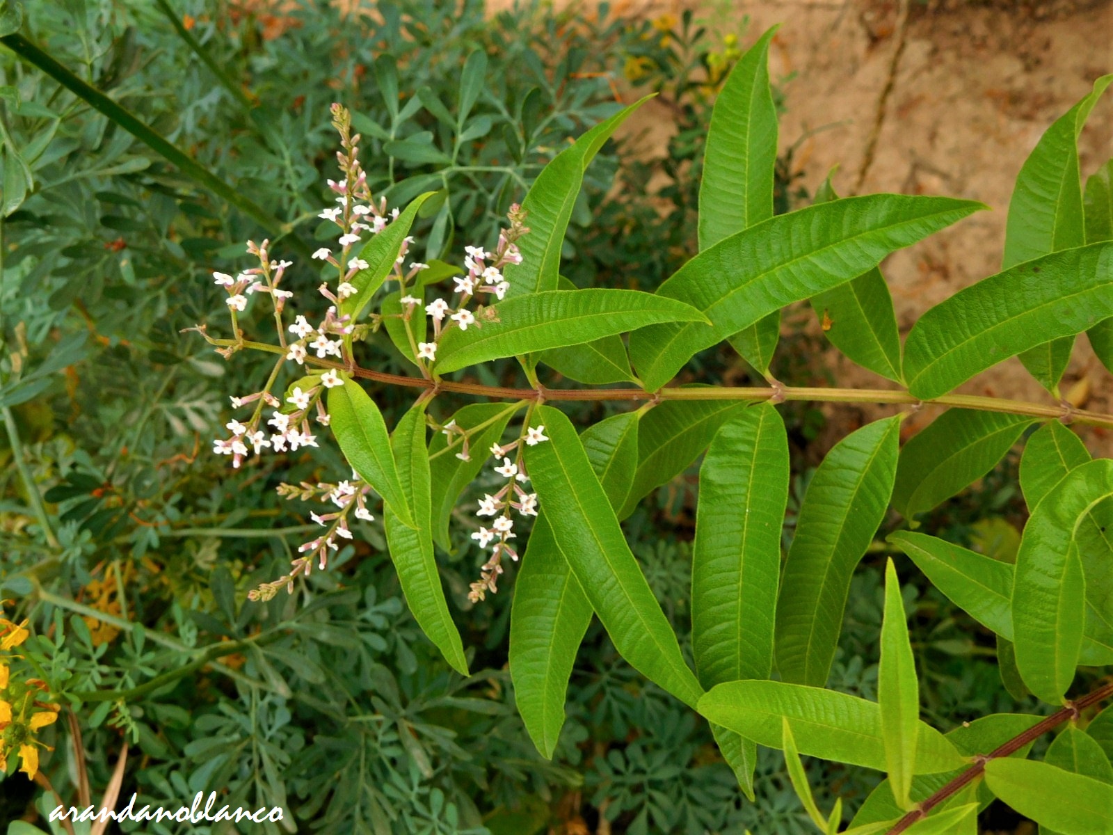 arbustosensevilla-encinarosa: Aloysia citriodora – Aloysia triphylla ...