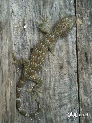 CT LUCKY SHOP: Dulu Ada Beberapa Jenis_Jenis Binatang Tokek Yang Banyak ...