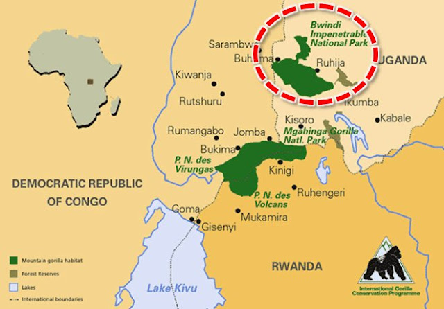 TangstarScience: Trekking for Gorillas in Uganda