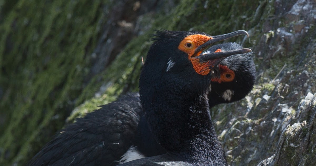 Getting to know birds: Magellanic Cormorant