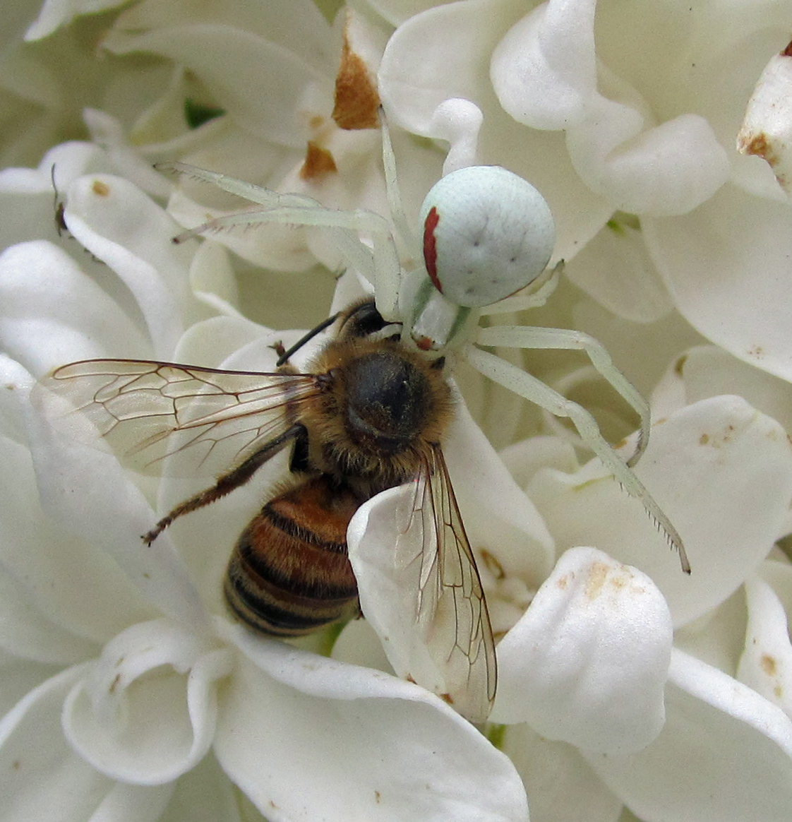 The Uncarved Block: Spider killing a bee