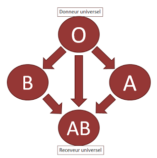 TPE: "LE SANG": Identité de l'individu