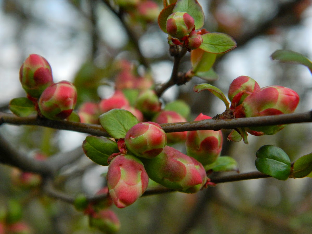 LA MULTI ANI, ROMANIA!: Muguri de flori rosii