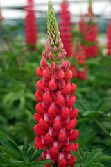 Cowell's Garden Centre: 'LOOPY ABOUT LUPINS'
