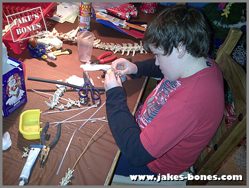 How to re-articulate a fox skeleton: part one : Jake's Bones