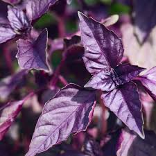 Región del Pacífico: FOLCLOR MATERIAL MEDICINA NATURAL