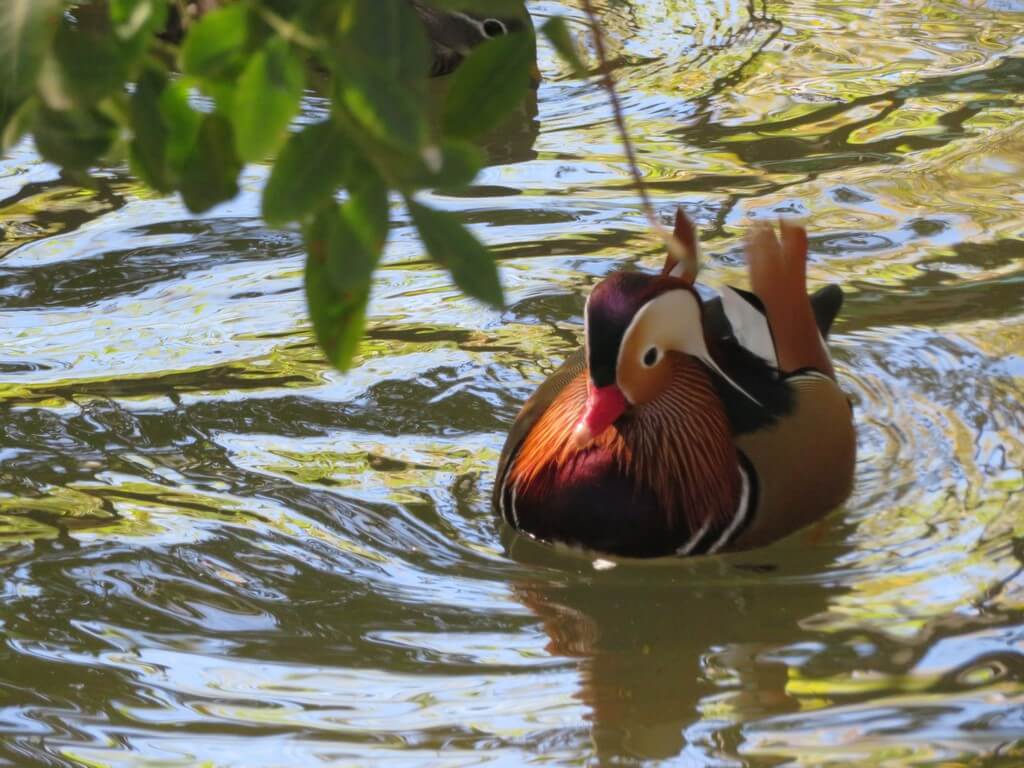 DIVAGAR SOBRE TUDO UM POUCO - Poemas, Flores, Pinturas, Férias: Pato ...