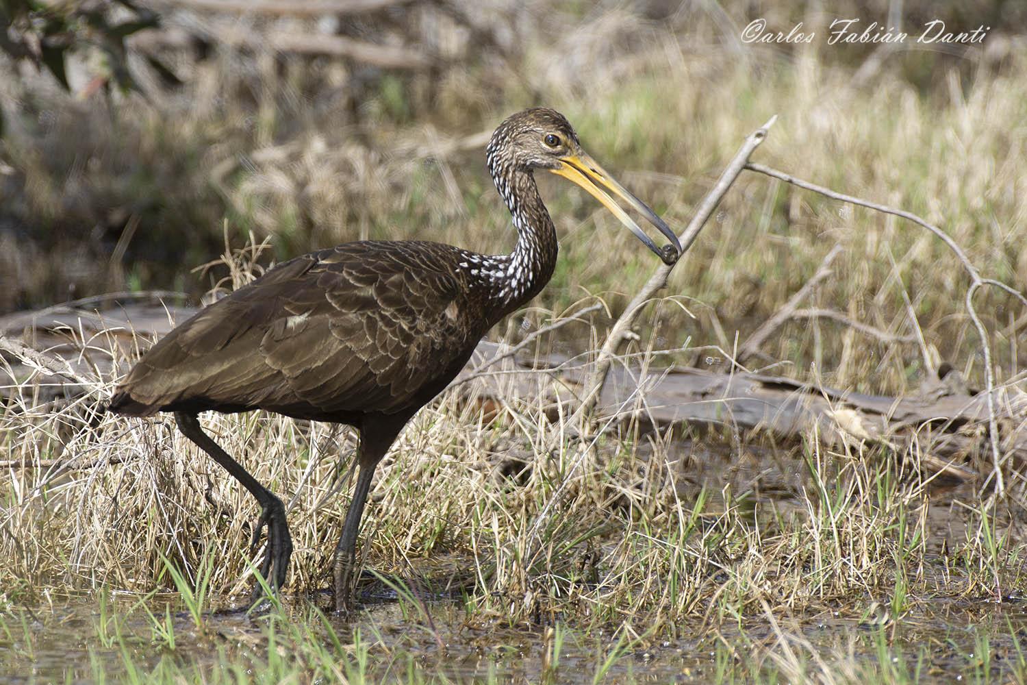 AVES SALADILLO: CARAU (Aramus guarauna)
