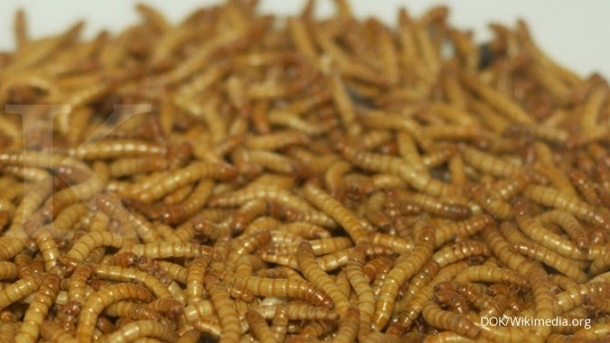 BUDIDAYA ULAT JERMAN | wirapedia