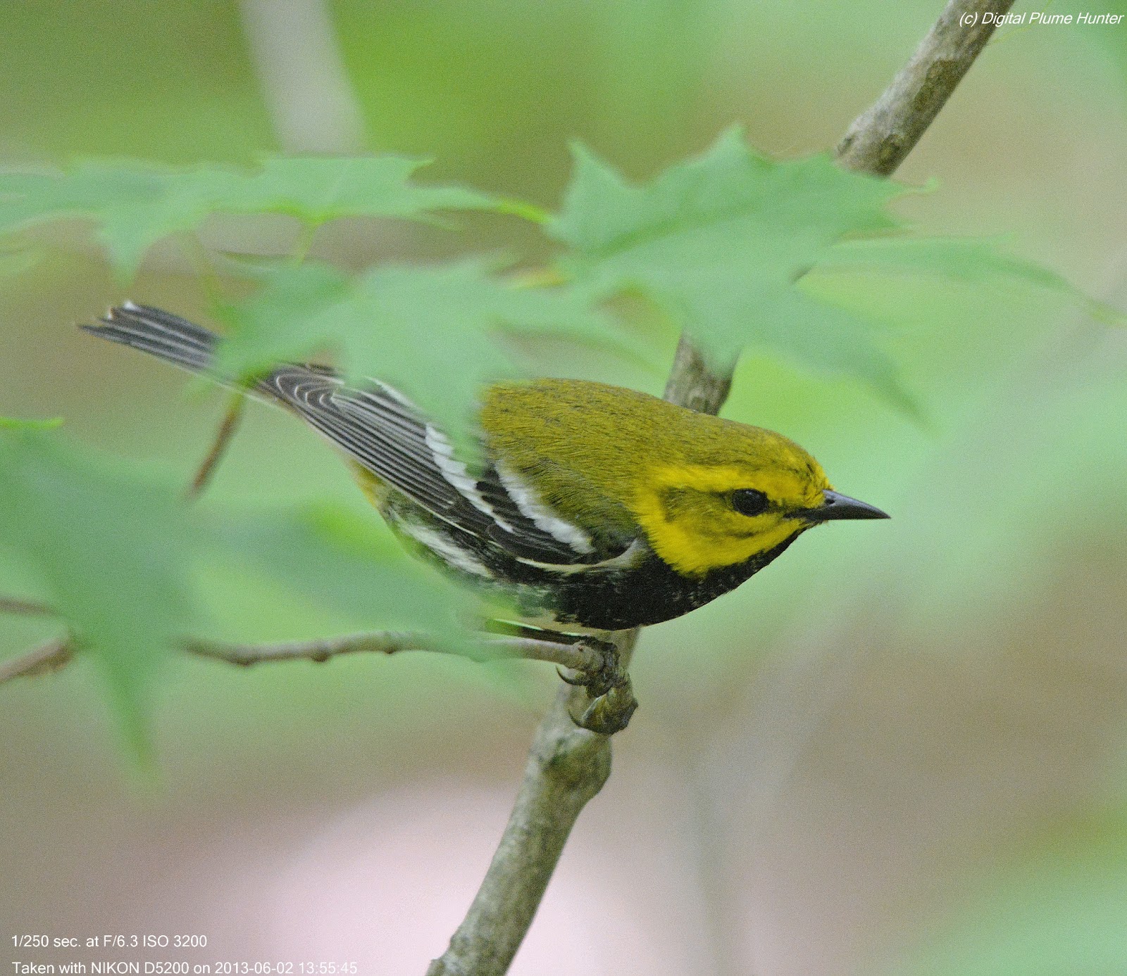 Hunting Digital Plumes in the US and Beyond: Indigo Bunting, Blue ...