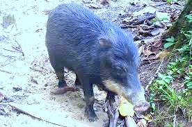 PLAAN : Huangana - Tayassu pecari