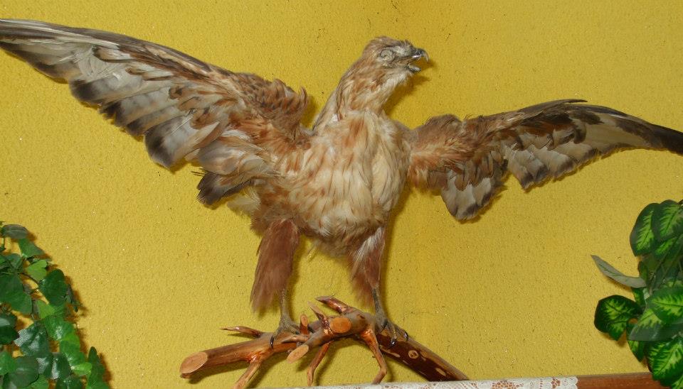 Decoratiuni casa si gradina: Impaiate (pasari, animale, pesti)