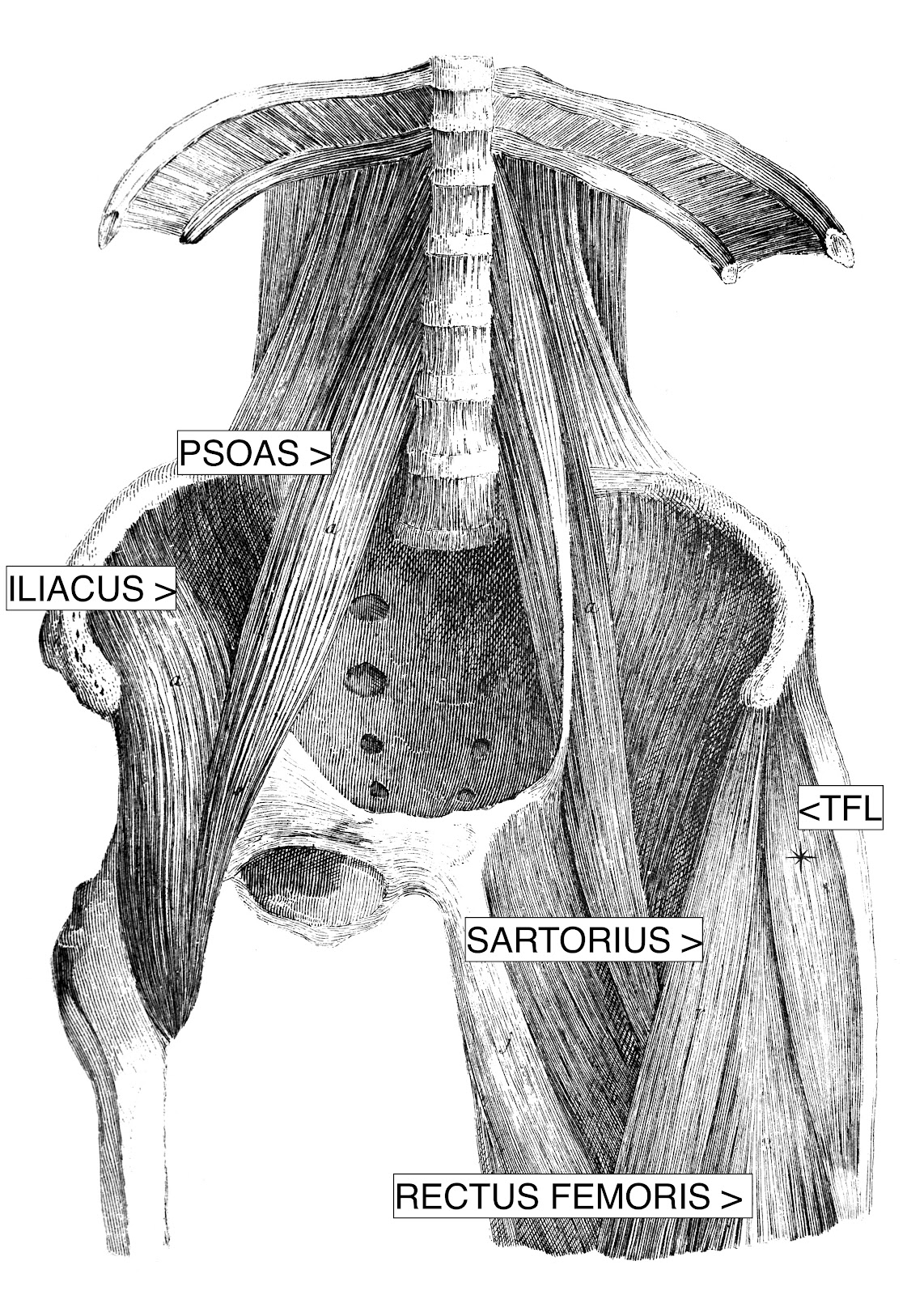 anatomy4fitness: IT'S ALL IN THE HIPS