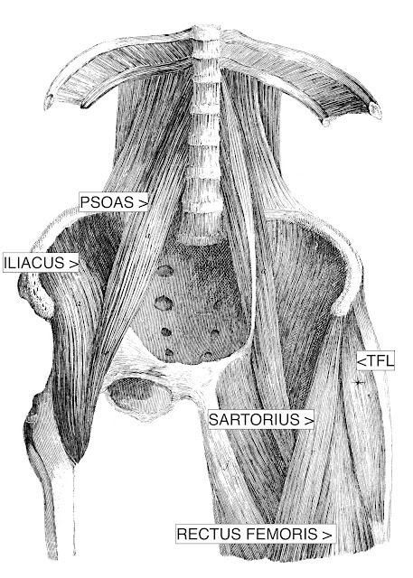 anatomy4fitness: IT'S ALL IN THE HIPS