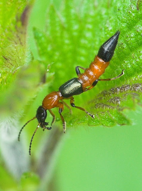 mastris biologi blog's: Paederus fuscipes - Rove Beetle