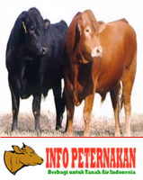 Karakteristik Sapi Peranakan (Limousin) ~ Peternakan