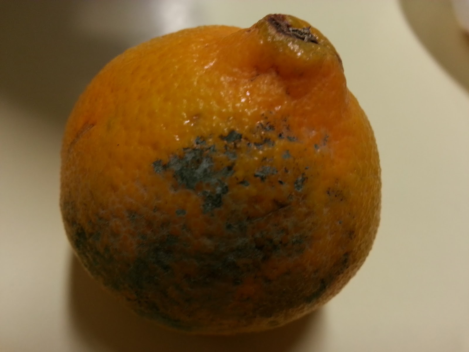 BLOG * SANTA ANA * SABI: EL MOHO. Un hongo pluricelular muy peculiar y ...