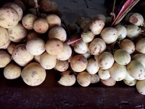 Jenis dan Macam Buah Borneo