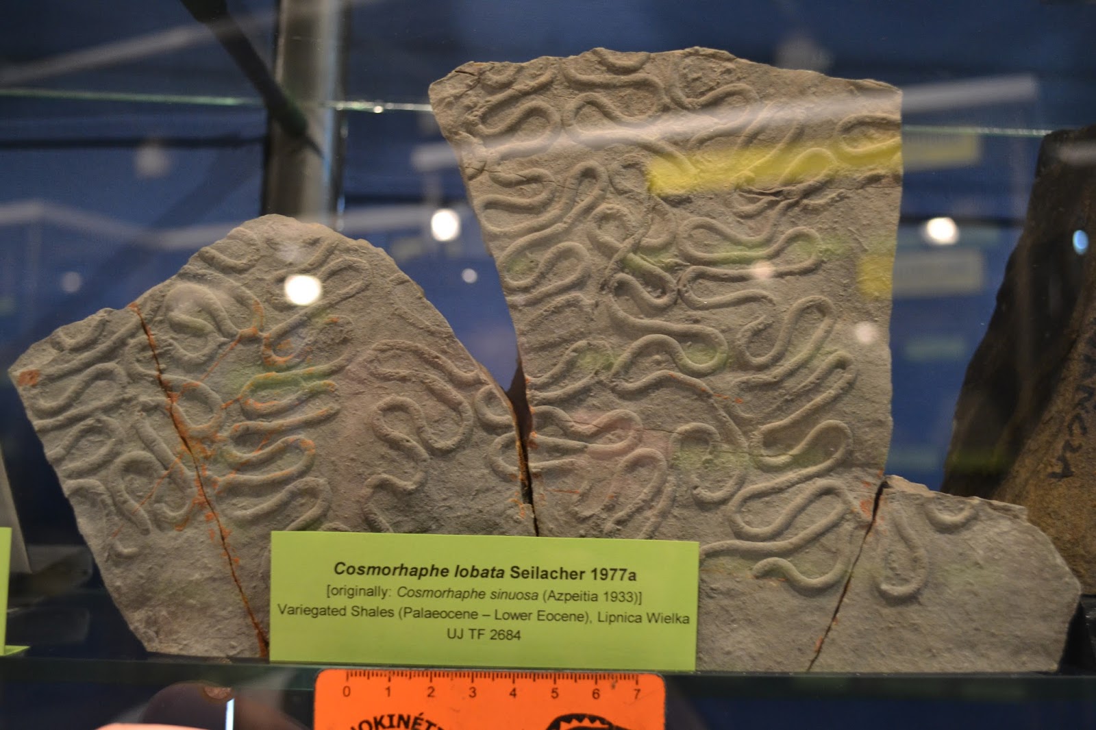 The Geology P.A.G.E.: Dinos in Pop Culture - Animal Kingdom: Ticket ...