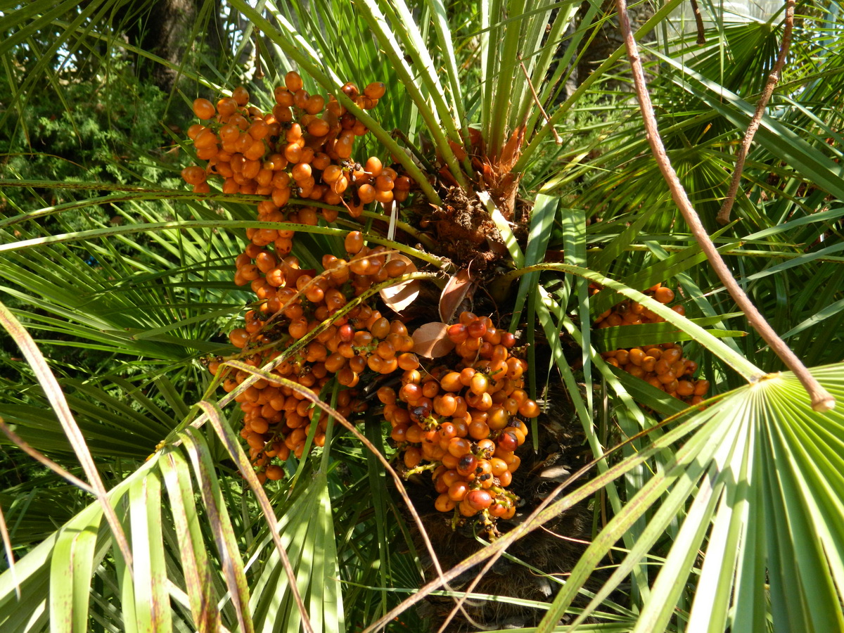 LA MULTI ANI, ROMANIA!: Fructe de palmieri in Beaulieu-sur-Mer